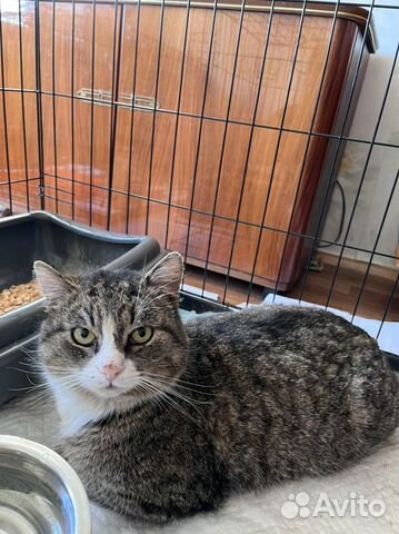 Деревенский котик замерзает на улице