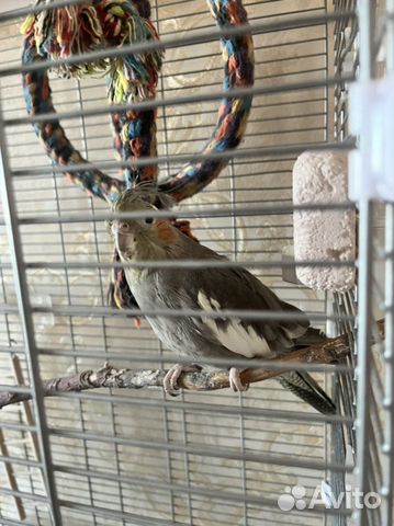 Попугай карела