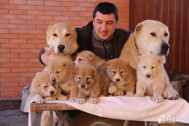 Щенки Среднеазиатской Овчарки Алабай Азиат