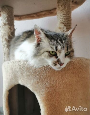 Кошка в поисках уютного теплого дома