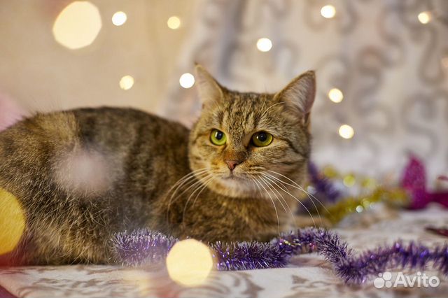 Красавица Камелия в добрый дом