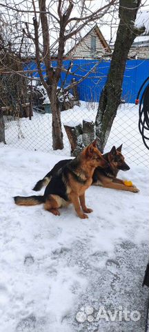Щенки немецкой овчарки рабочего разведения