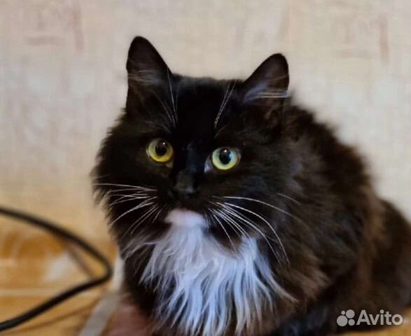 Роскошь на мягких лапках. Кошечка, 11 мес