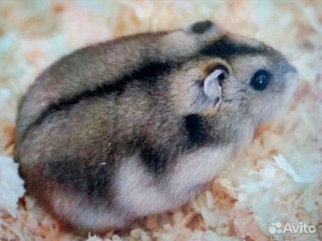 Джунгарский хомяк мальчик