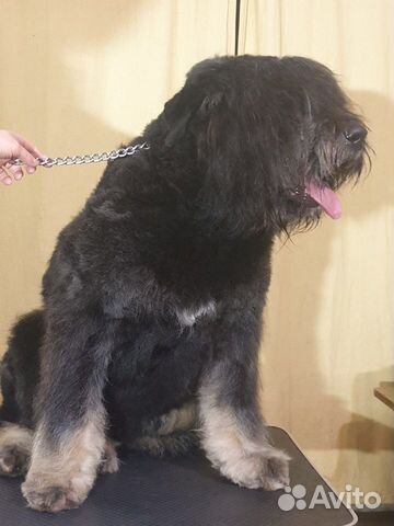 Русский черный терьер (цветной) в дар