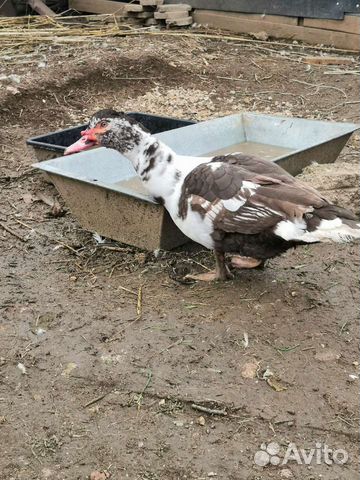 Мускусные утки и селезни