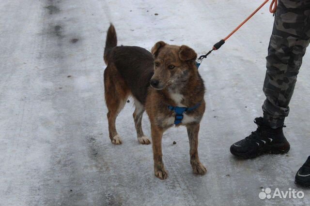 Собака Макси ищет дом