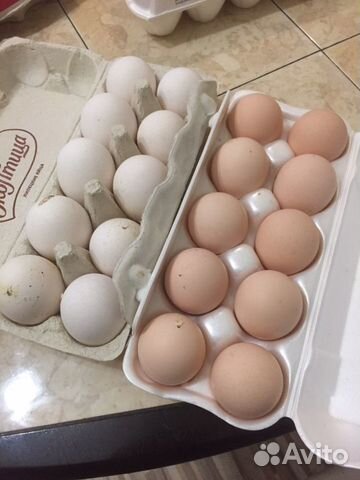 Инкубационное яйцо. Мини-мясные. Борковская