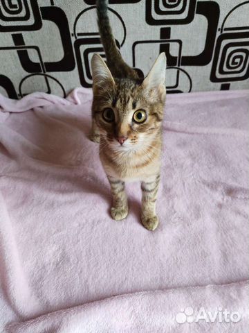 Котёнок Шпрот в дар