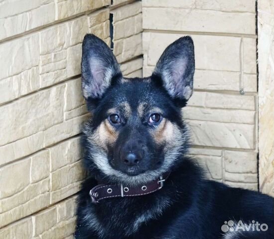 Пальма ищет дом