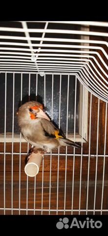 Седоголовый щегол