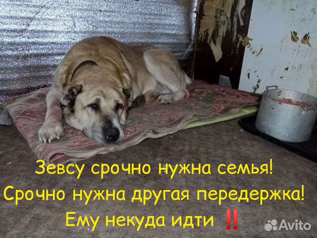 Семья где ты Второй год на передержке Выгоняют
