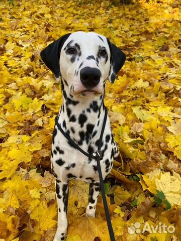 Далматин ищет дом