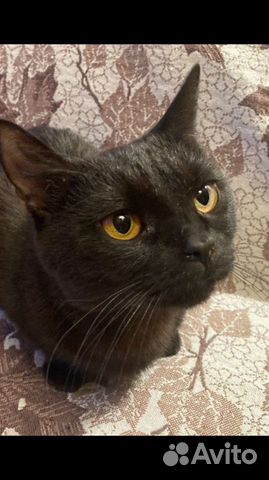 Британская кошечка в добрые руки