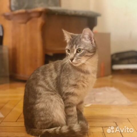 Кошка Дымка ищет дом