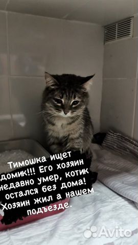 Кот Тимошка