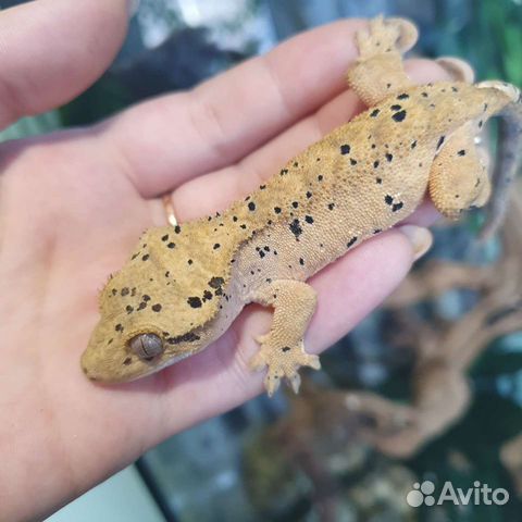 Реснитчатый бананоед Super Dalmatian