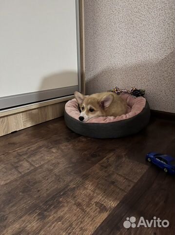 Вельш-корги пемброк