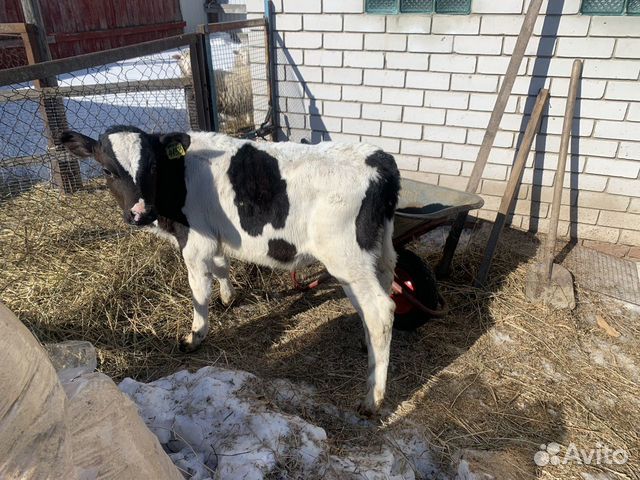 Бык и телка