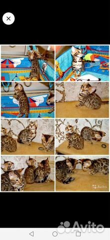 Бенгальские малыши