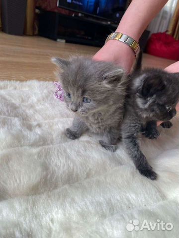 Британская кошка