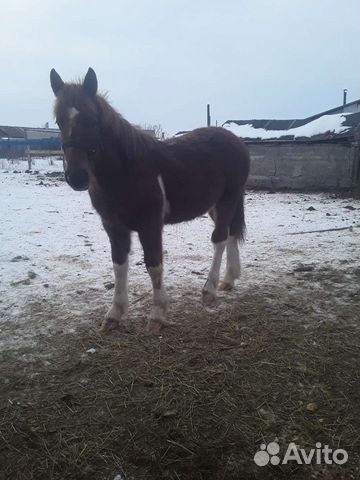 Лошади советские тяжеловозы