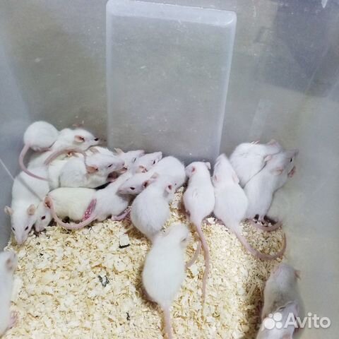 Кормовые крысы