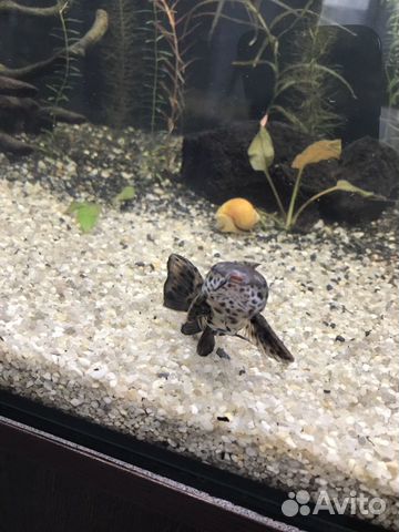 Таракатум обмен