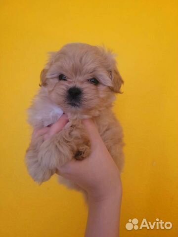 Мальчик мальтипу ф1 бейби фейс