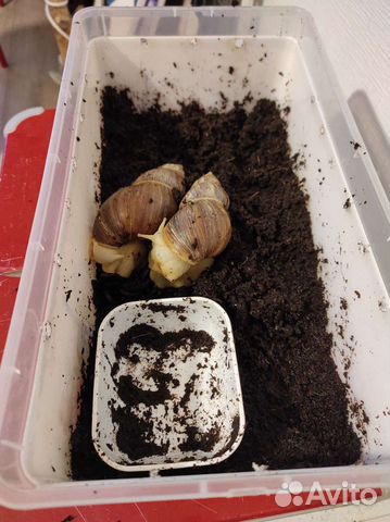 Улитки ахатины 2 шт большие с домиком