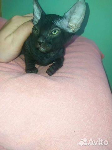Канадский сфинкс котенок