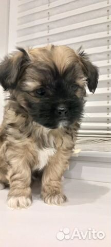 Милые пушистики