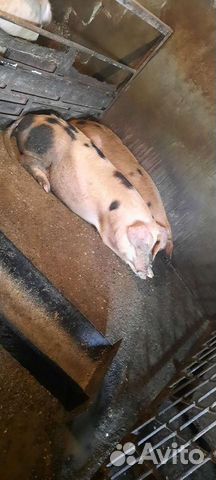 Свиньи живым весом