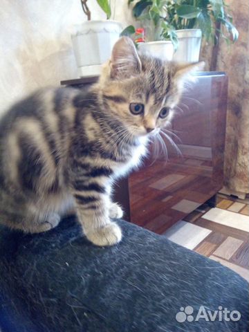 Шотландский котенок