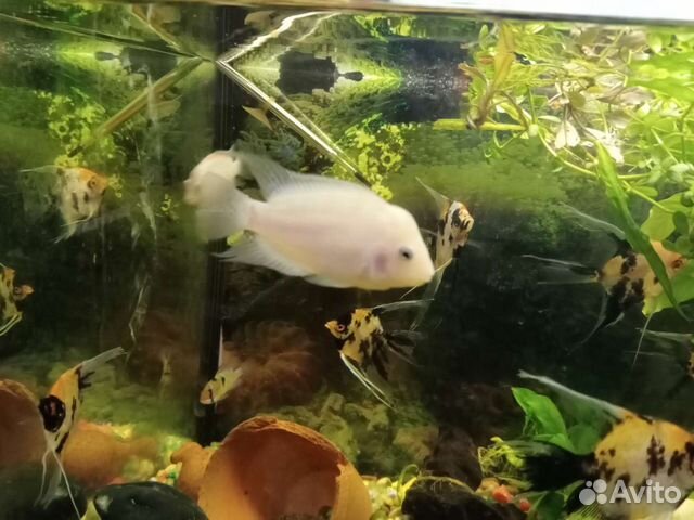 Рыбки цихлиды