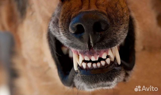 Супер охрана на вашу территорию