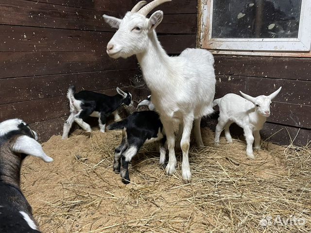 Козы, с 2 мя козочками, 1 окот