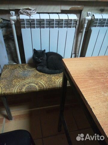 Кот