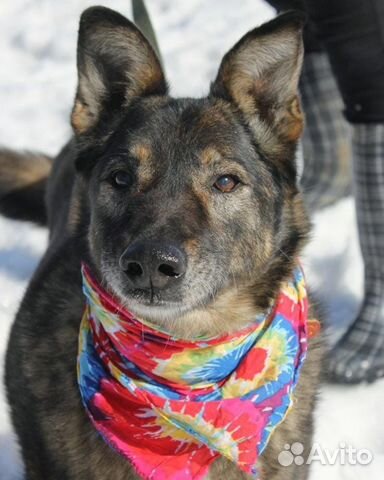 Молодому псу нужен дом и семья