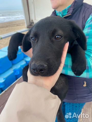 Красивые щенки спаниеля