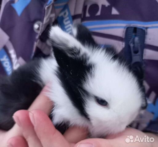 Декоративный кролик