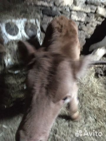 Телята Телочка 1 месяц