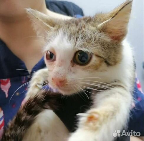 Серафиму (4 месяца) нужен дом