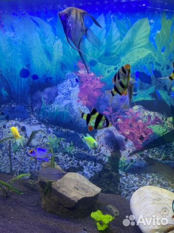 Скалярии,барбусы гло,данио гло