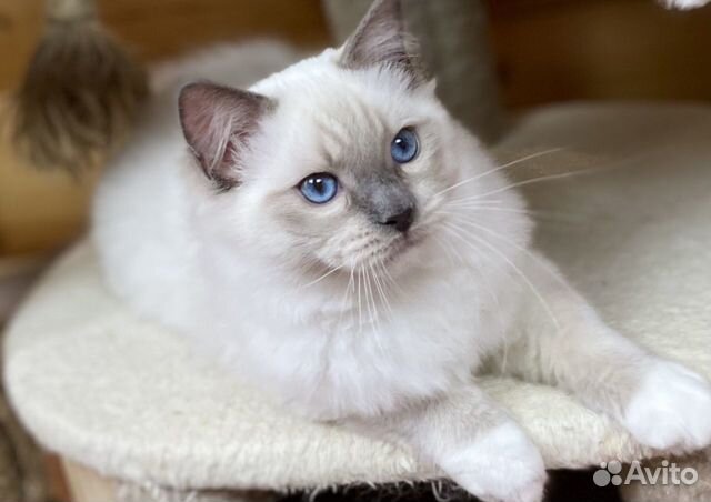Котик Рэгдолл с родословной