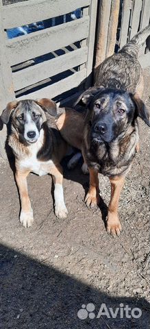 Подростки из приюта