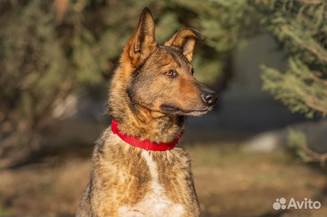 Собака в дар