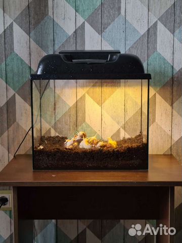 Аквариум/ террариум