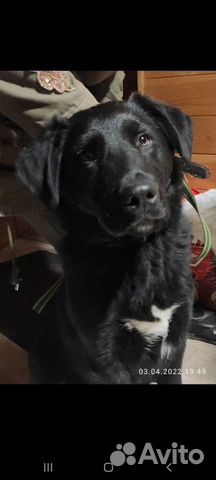 Несравненный Майк ищет своего Человека