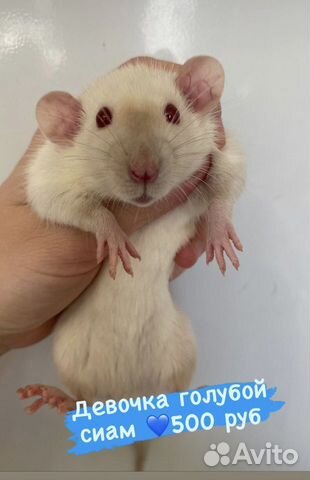 Крысята дамбо 2 месяца